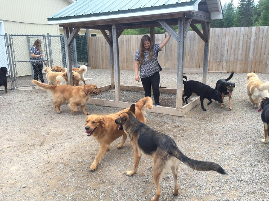 Dog Boarding In Moncton NB Long Term Boarding Short Term Overnight
